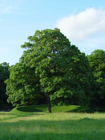 Limelight by MSLA – mooool