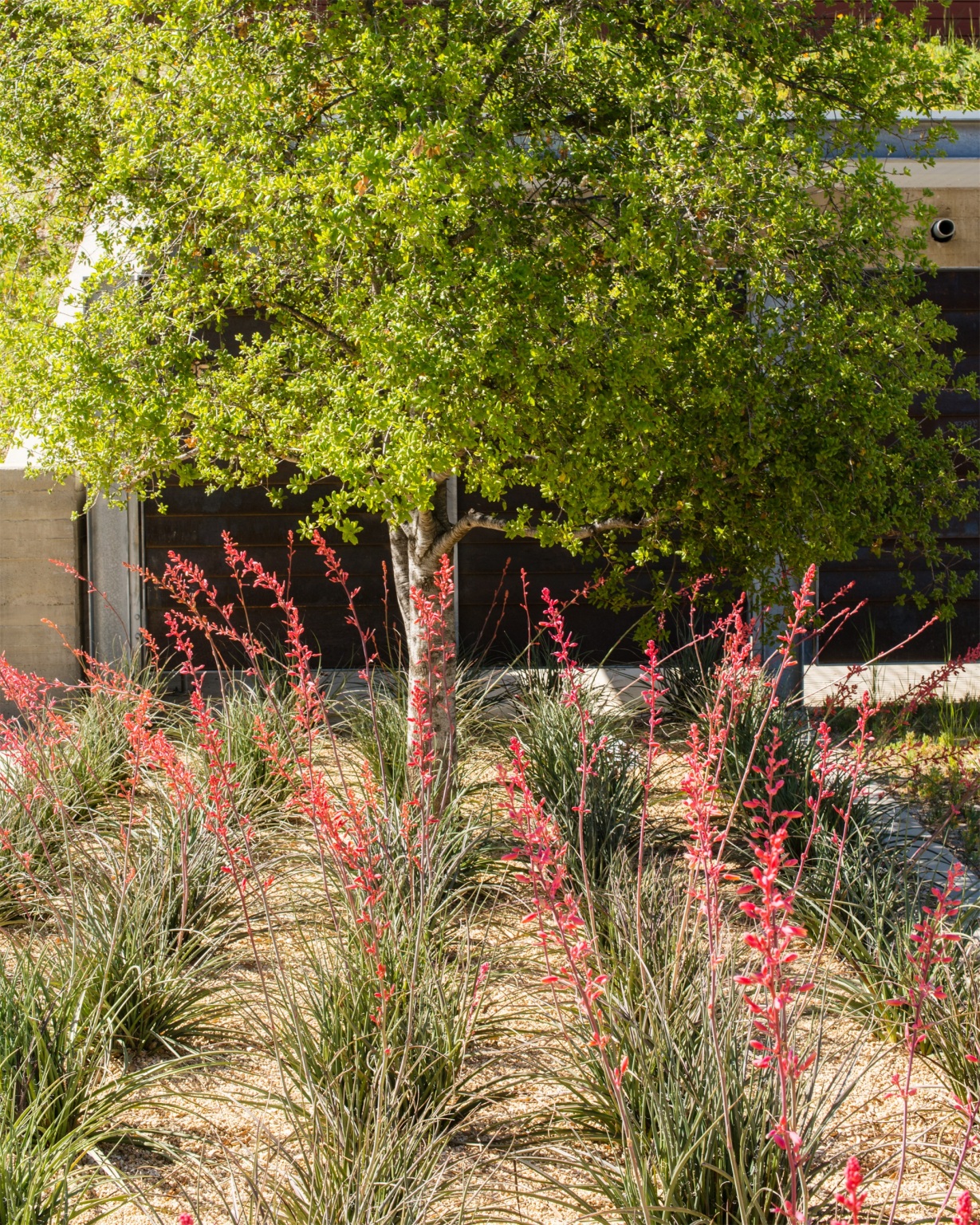 山麓学院自然科学教育中心景观 / MSLA – mooool木藕设计网