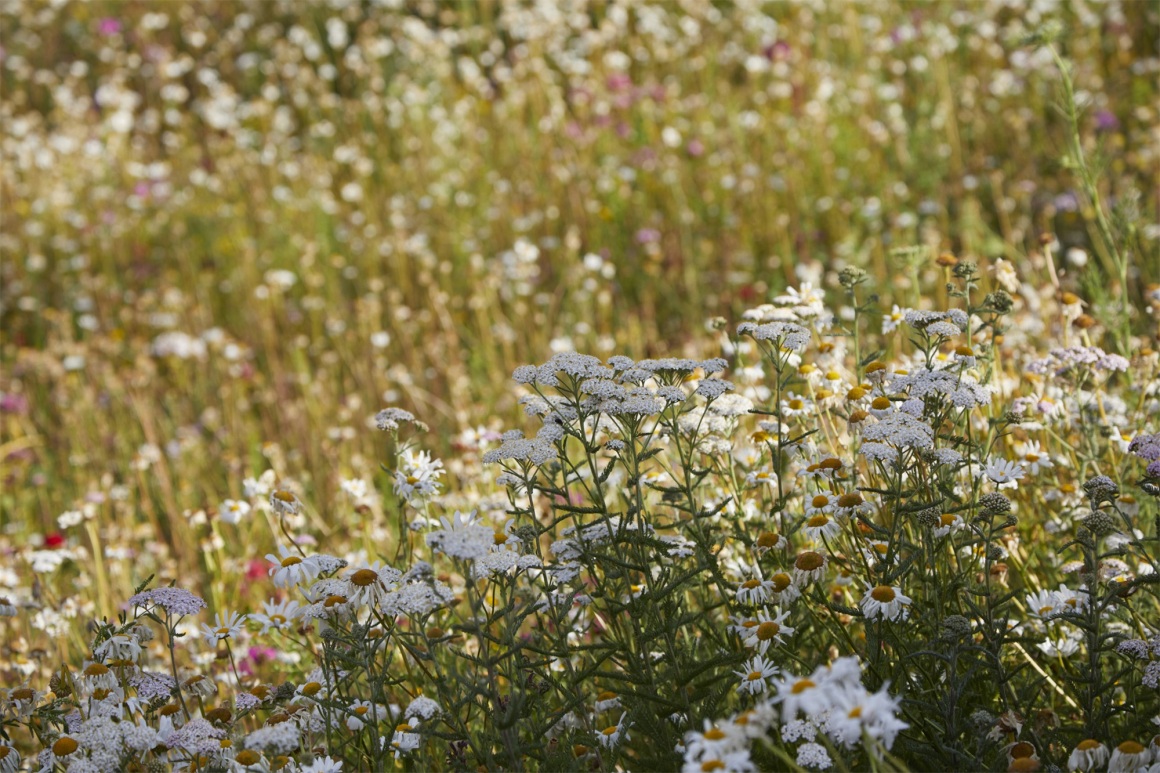 Glassfields Meanwhile Park by B|D Landscape Architects – mooool