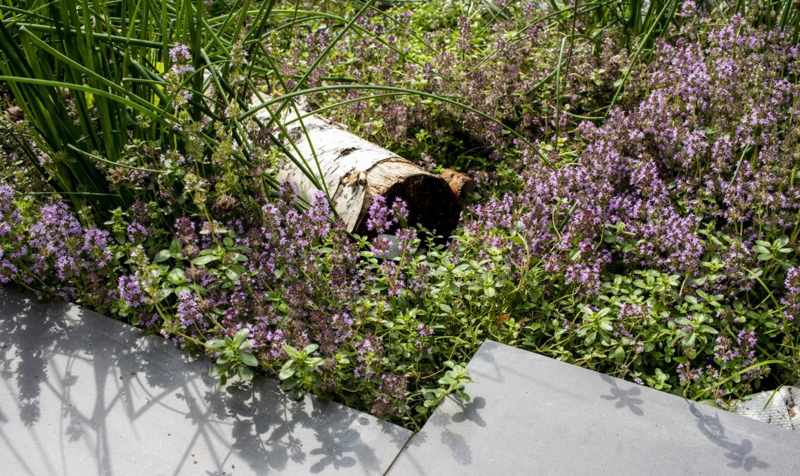 Alusta展亭，城市中的生物共生空间营造 / Suomi/Koivisto architects – mooool木藕设计网