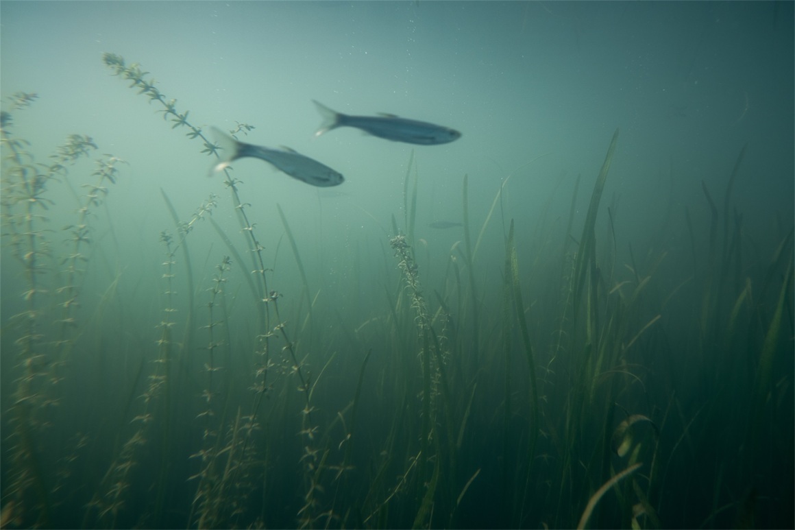 Xinglong Lake Lakeside Woods Library By Yudao Landscape Design – mooool