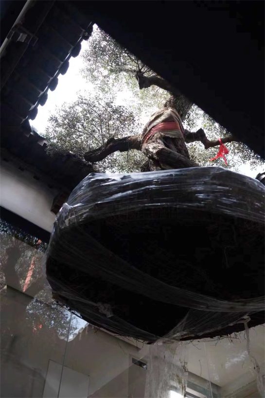 Tsubasa Jiaxing By GTD – mooool