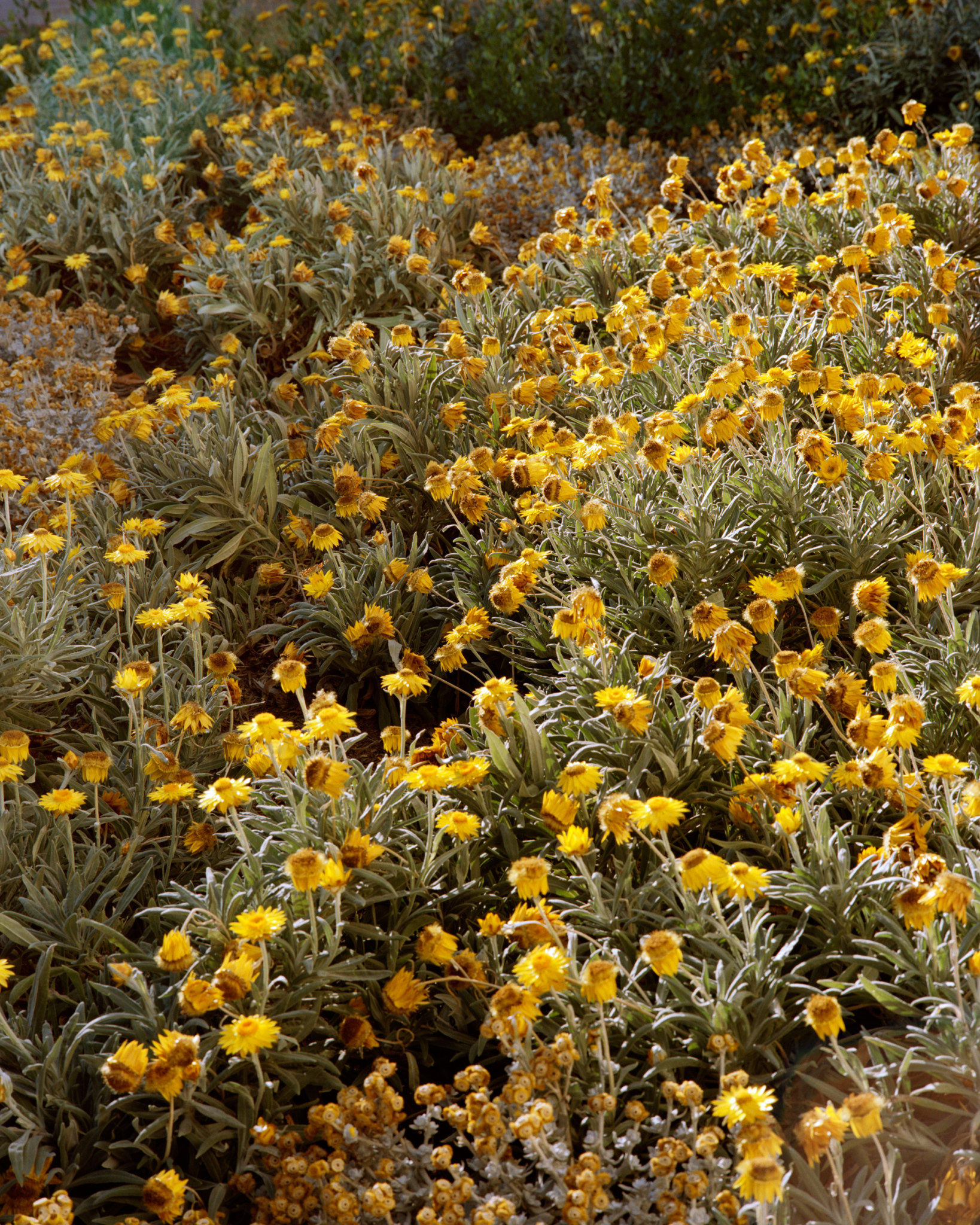 Bendigo Kagan TAFE Institute by SBLA Studio – mooool