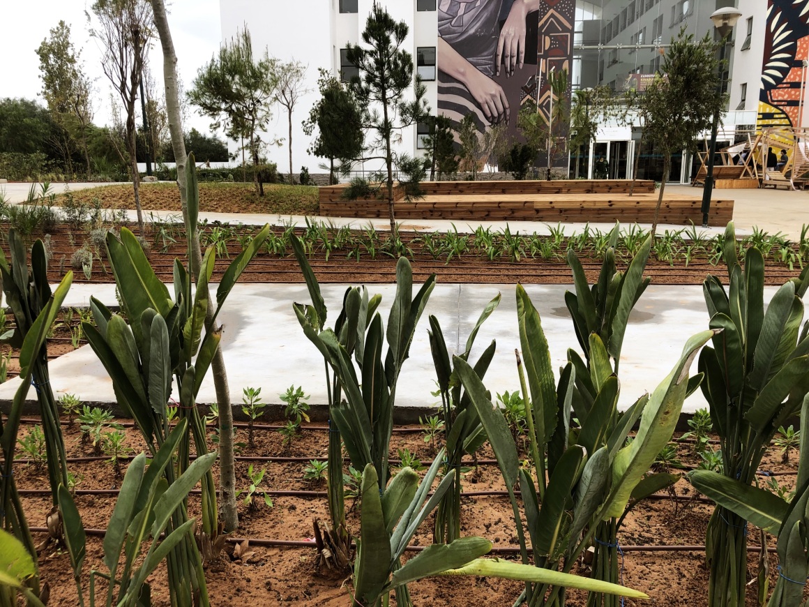 拉巴特国际大学校园景观提升 | PAN / LANDSCAPE ARCHITECTURE – mooool木藕设计网