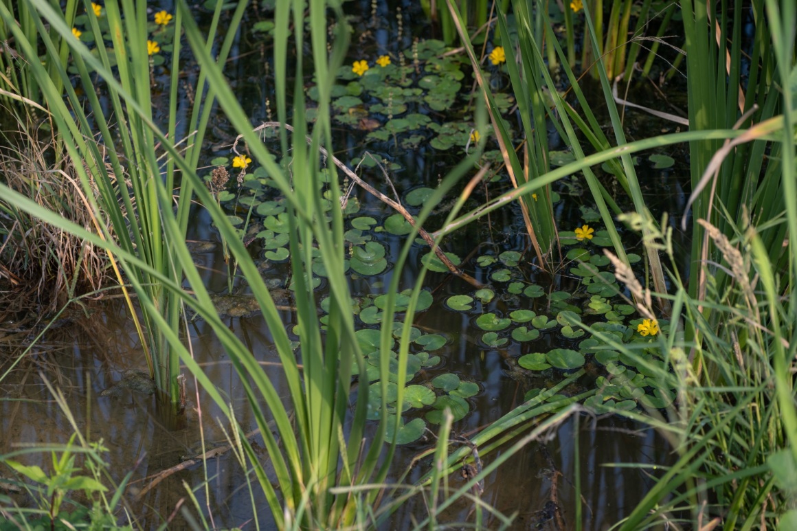 水乡盛景再现沪郊—江南圩田综合水生态系统修复设计 / SLADI – mooool木藕设计网