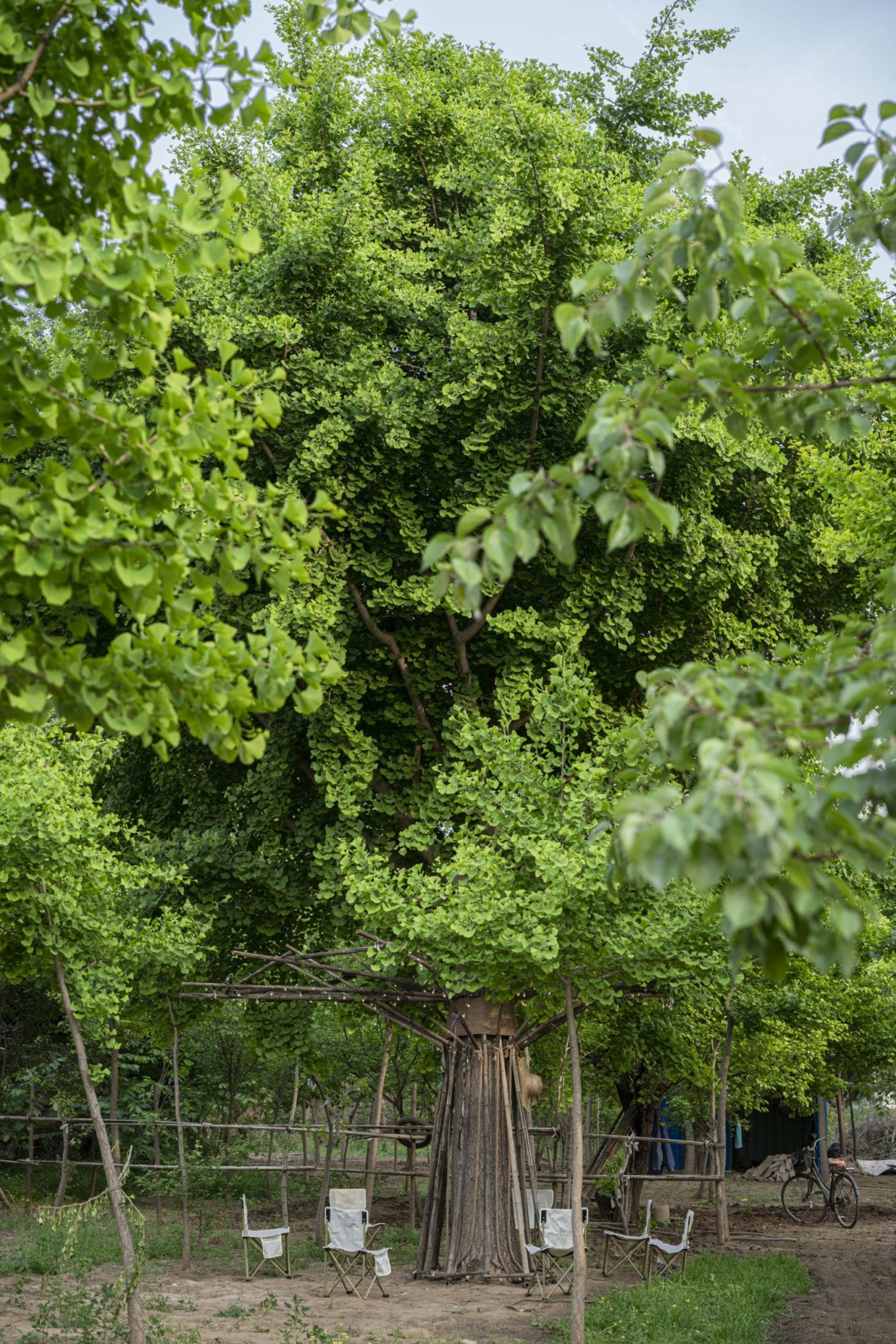 拥抱可持续 / 竹装置——Tree of Life / UK Studio – mooool木藕设计网