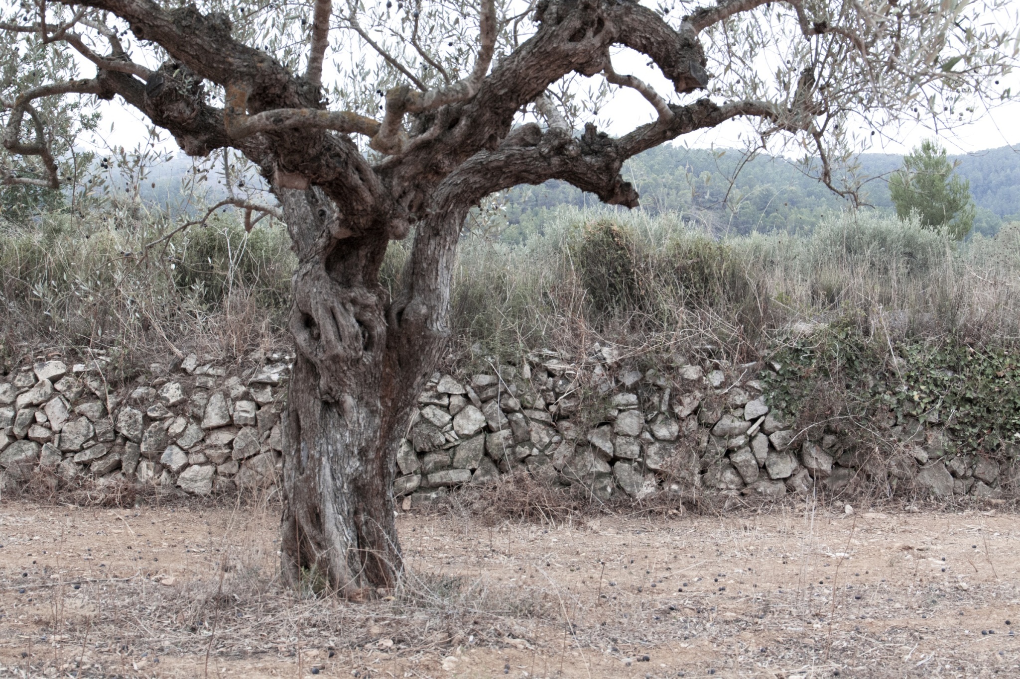 于无形中借景，连接内外之间 | The Olive Grove House / Balzar Arquitectos – mooool木藕设计网