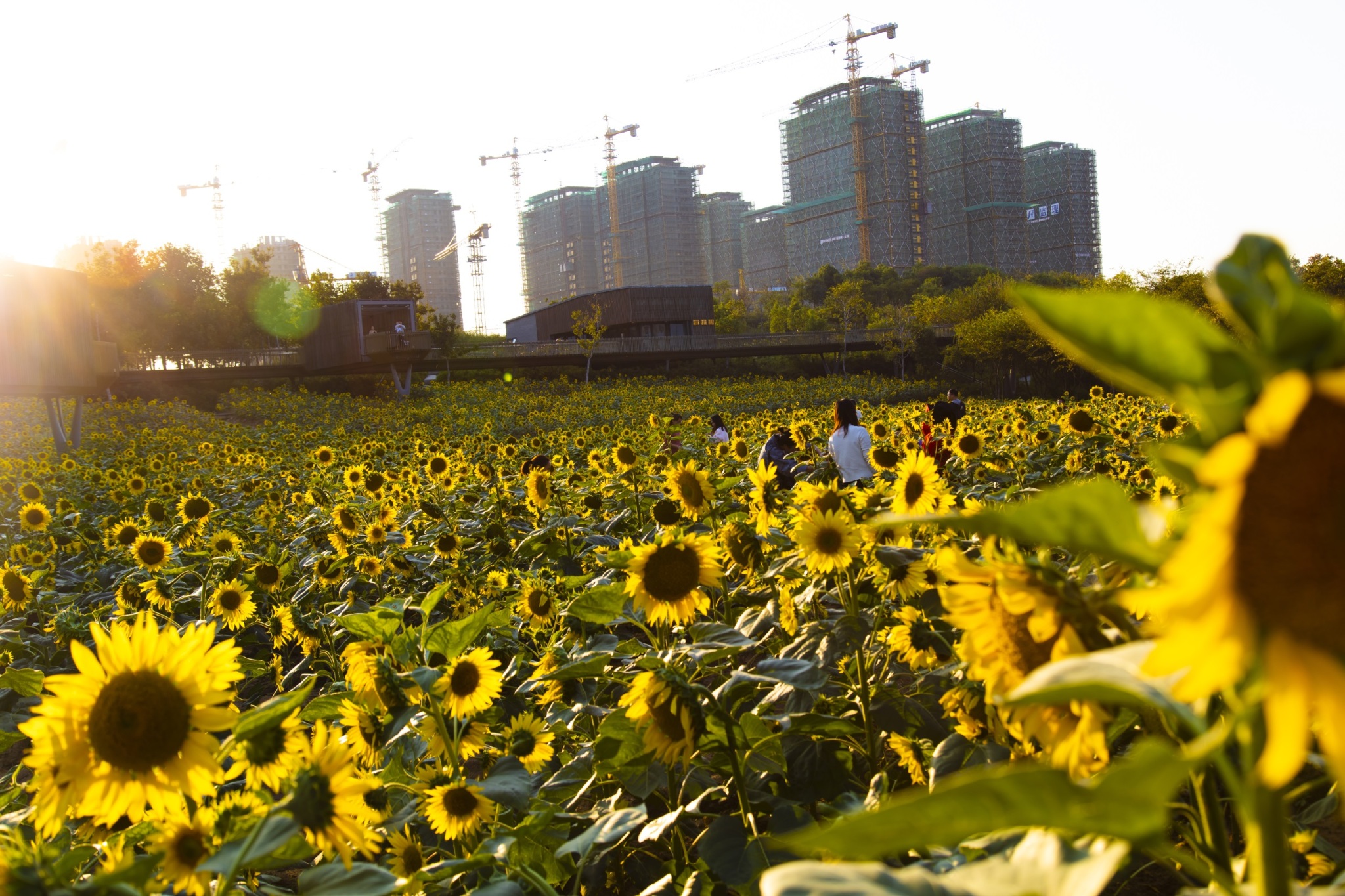 衢州鹿鸣公园 / 土人设计 – mooool木藕设计网