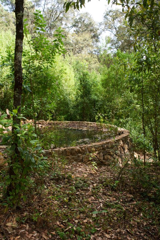 Potted Forest by Estudio Ome – mooool