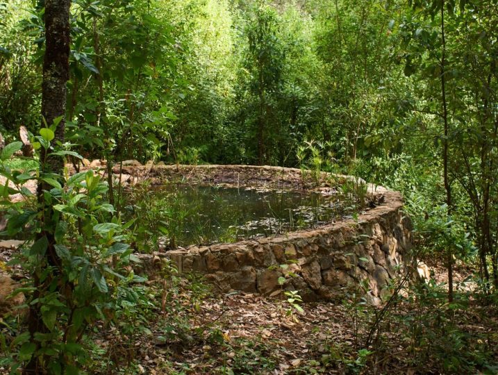 在森林里栖居，住宅的自然花园 / Estudio Ome – mooool木藕设计网