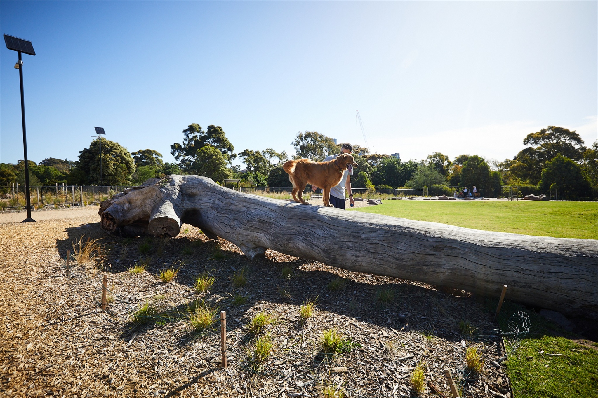 墨尔本中央商务区 · 狗狗公园 / Hansen Partnership – mooool木藕设计网