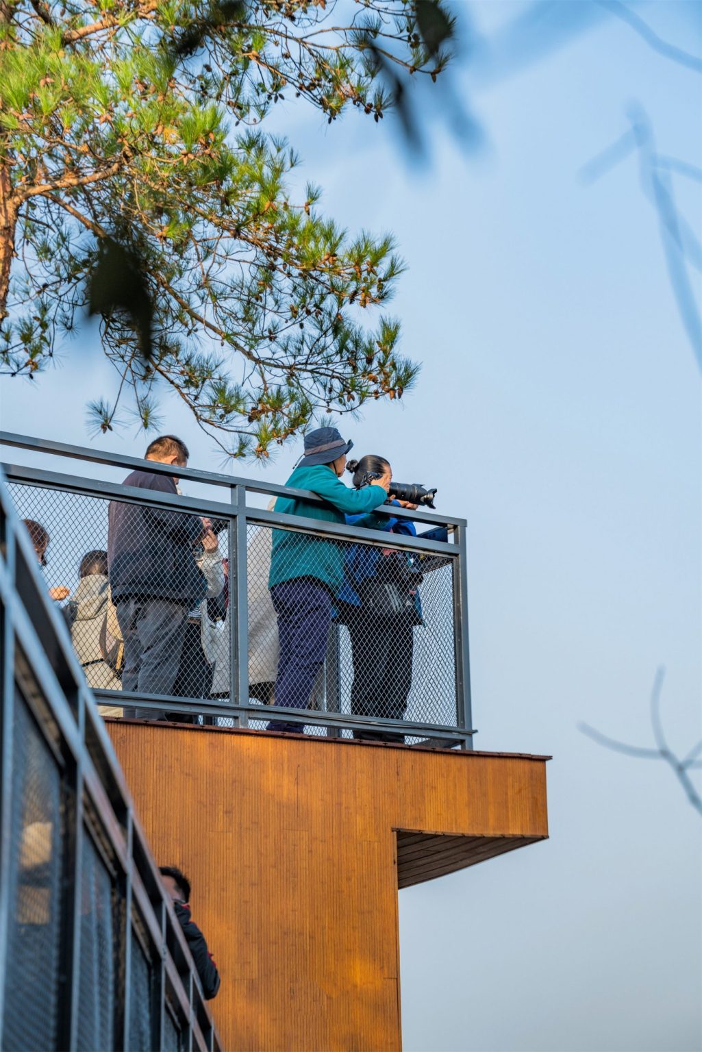 落羽杉湿地公园 | 杉林之上的日光画廊 / MEDG现工设计 – mooool木藕设计网