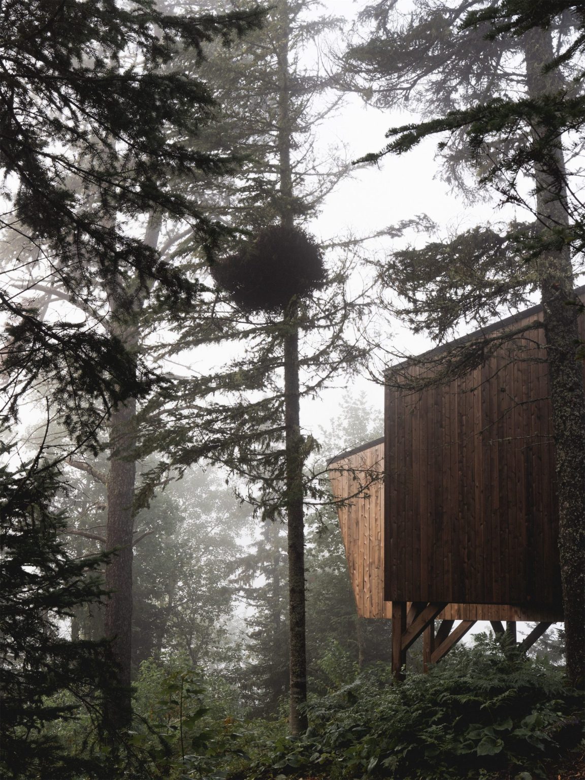 自然取景器 · 森林中的庇护所 / Atelier L’Abri – mooool木藕设计网