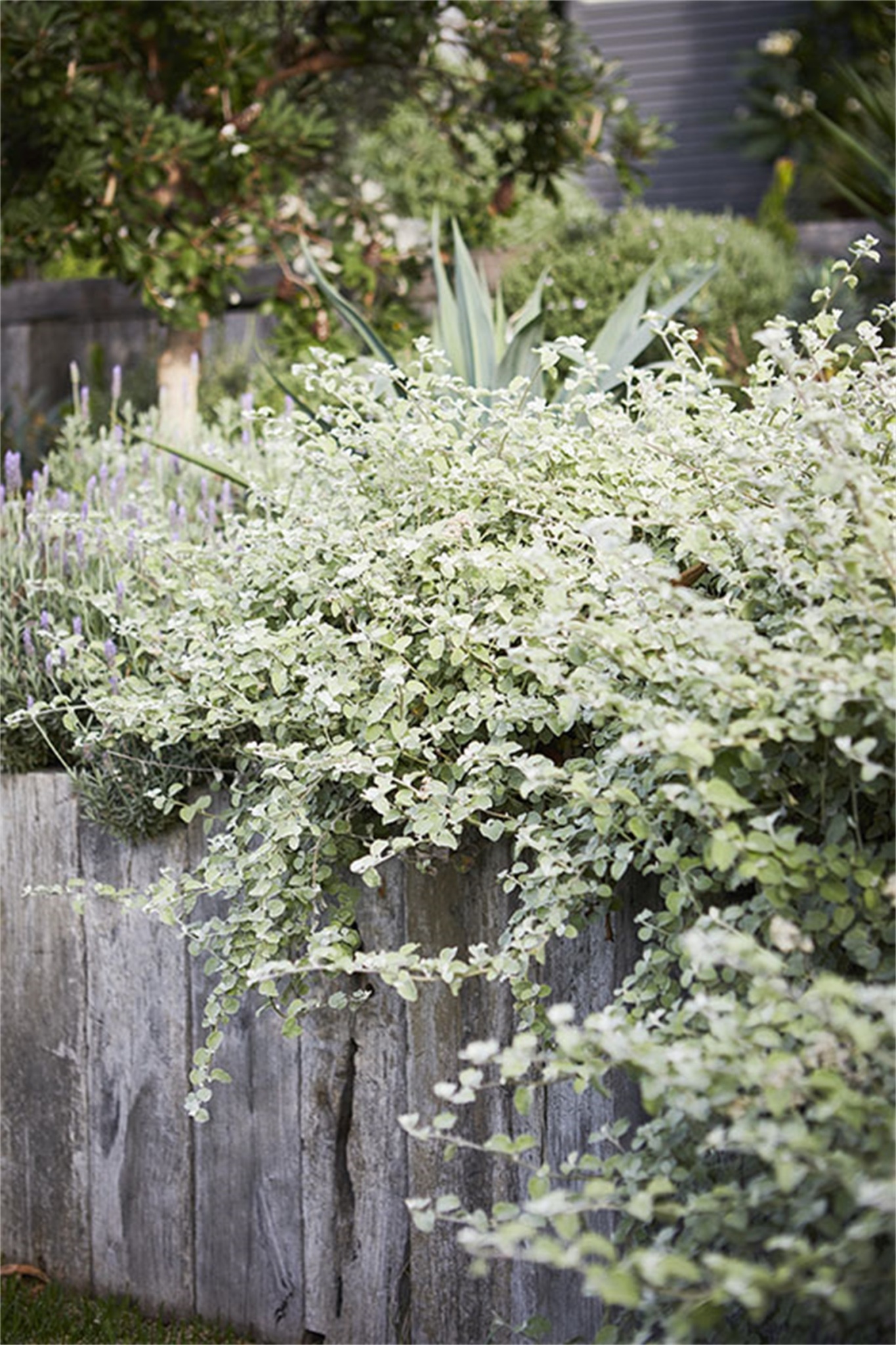 草木幽野 | Unadorned – mooool木藕设计网