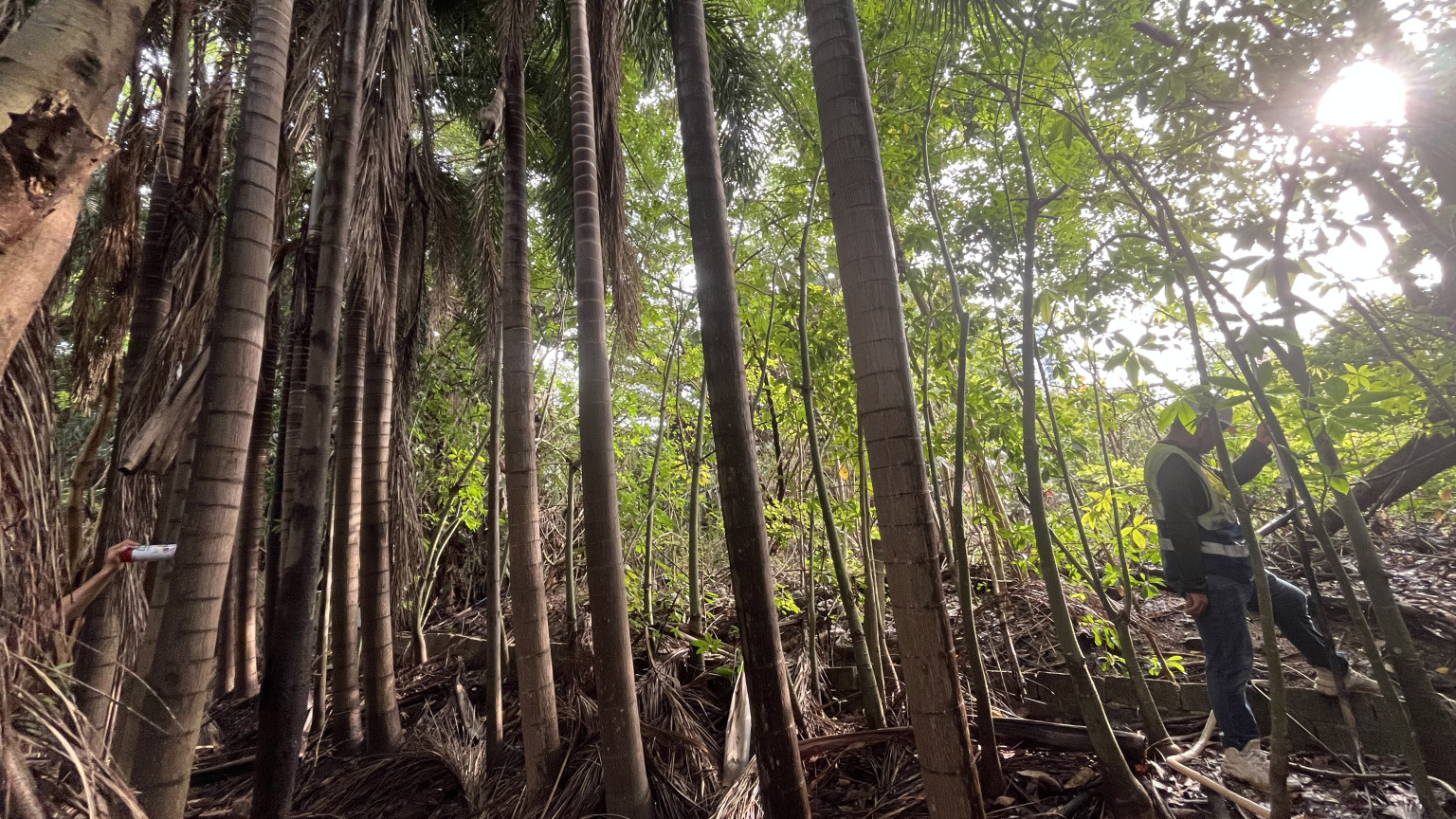 田园理想,自然作画 — 三亚观岚花园 / Z’scape 致舍景观 – mooool木藕设计网