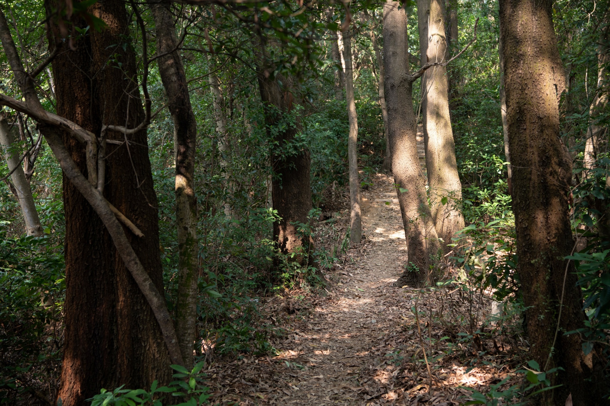 山野有乾坤 都市藏鲲鹏丨深圳山海连城计划 罗湖区东湖公园郊野径-莲塘口岸线 / 未名设计WMLA – mooool木藕设计网