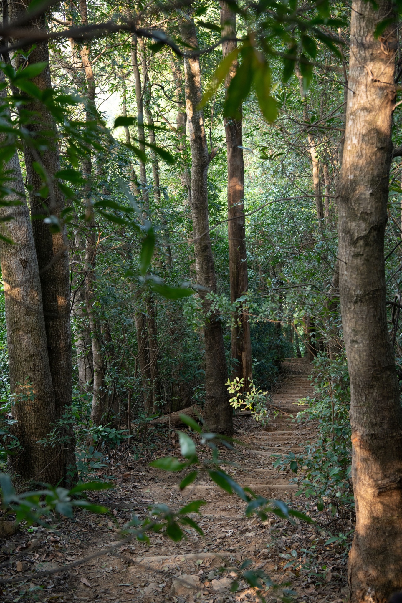 山野有乾坤 都市藏鲲鹏丨深圳山海连城计划 罗湖区东湖公园郊野径-莲塘口岸线 / 未名设计WMLA – mooool木藕设计网