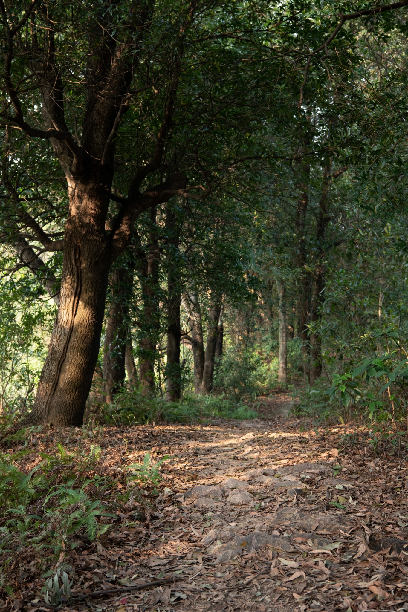 山野有乾坤 都市藏鲲鹏丨深圳山海连城计划 罗湖区东湖公园郊野径-莲塘口岸线 / 未名设计WMLA – mooool木藕设计网