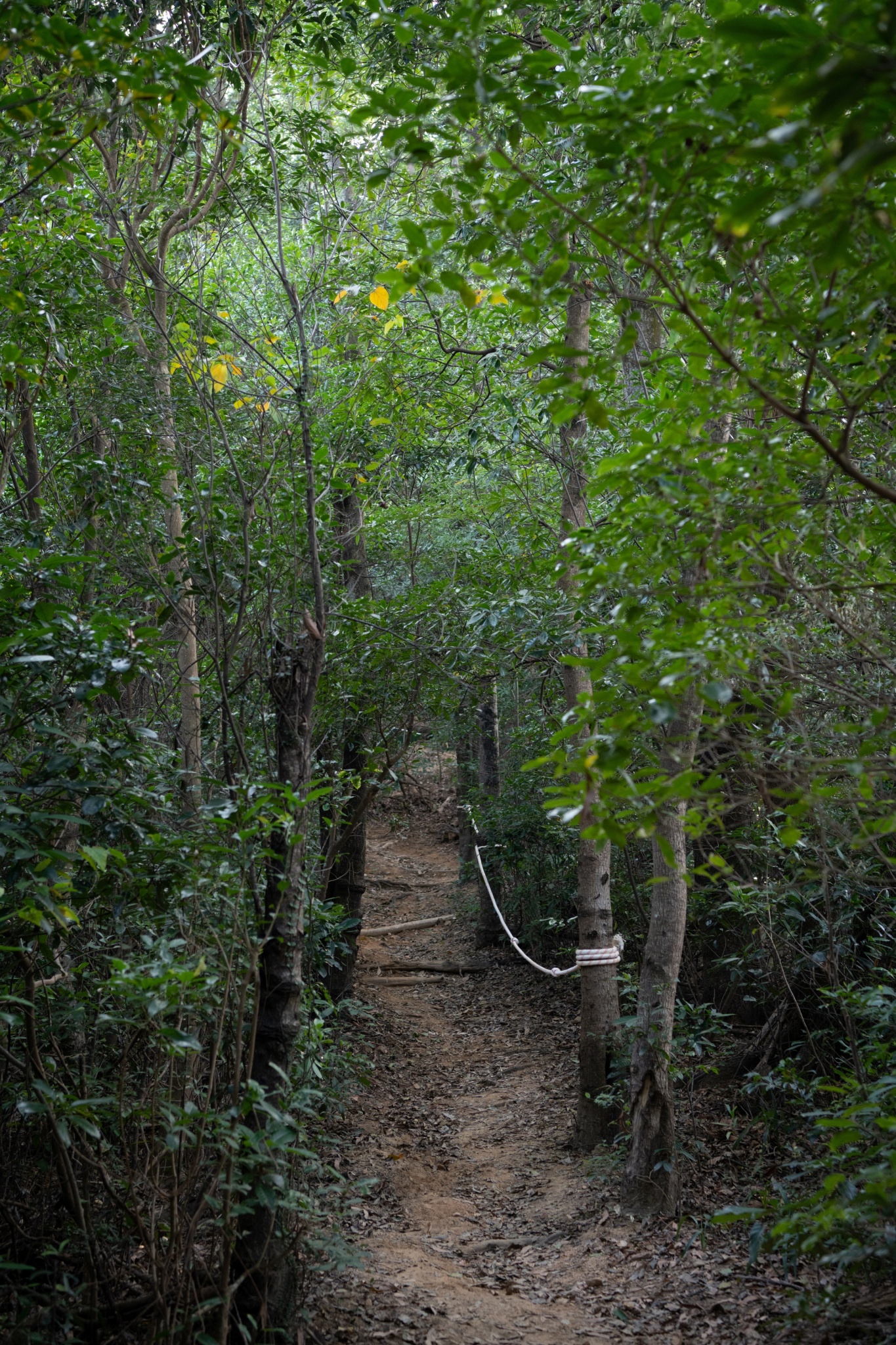山野有乾坤 都市藏鲲鹏丨深圳山海连城计划 罗湖区东湖公园郊野径-莲塘口岸线 / 未名设计WMLA – mooool木藕设计网