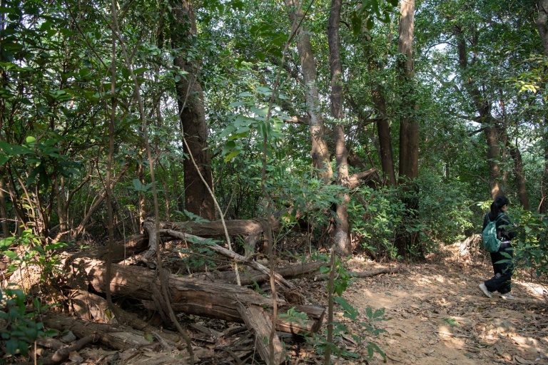 山野有乾坤 都市藏鲲鹏丨深圳山海连城计划 罗湖区东湖公园郊野径-莲塘口岸线 / 未名设计WMLA – mooool木藕设计网