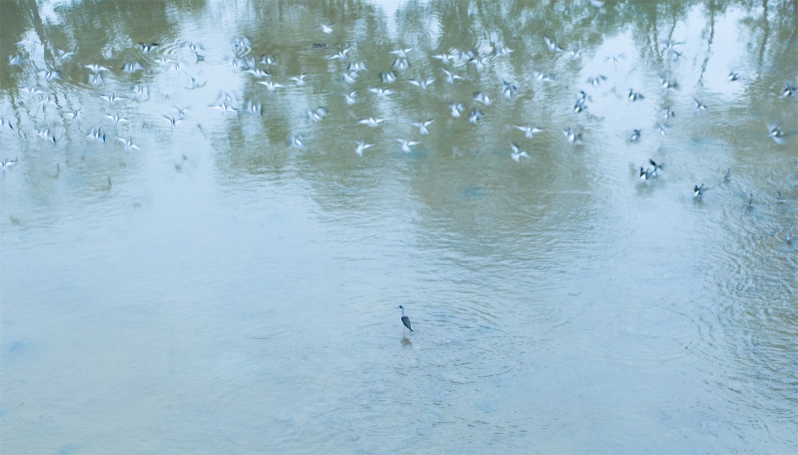 深圳岸线与候鸟共栖-基于NbS的福田红树林国家级自然保护区鸟类生境修复 / 一方&未名设计WMLA – mooool木藕设计网