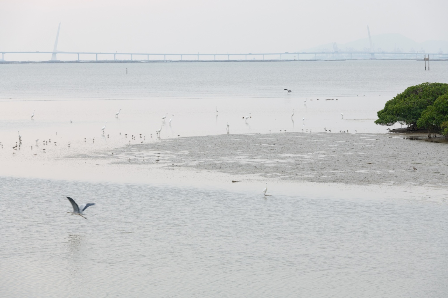 深圳岸线与候鸟共栖-基于NbS的福田红树林国家级自然保护区鸟类生境修复 / 一方&未名设计WMLA – mooool木藕设计网