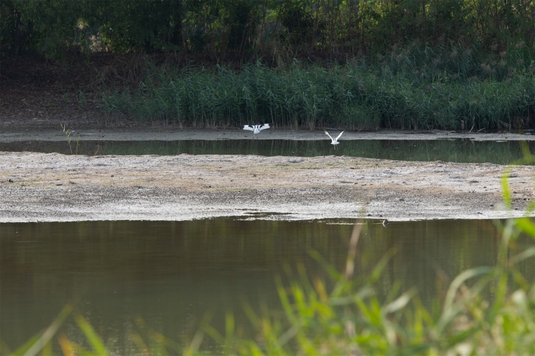 深圳岸线与候鸟共栖-基于NbS的福田红树林国家级自然保护区鸟类生境修复 / 一方&未名设计WMLA – mooool木藕设计网