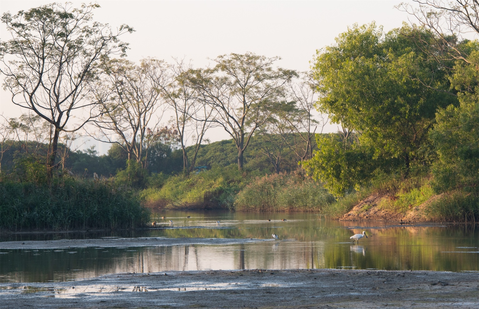深圳岸线与候鸟共栖-基于NbS的福田红树林国家级自然保护区鸟类生境修复 / 一方&未名设计WMLA – mooool木藕设计网