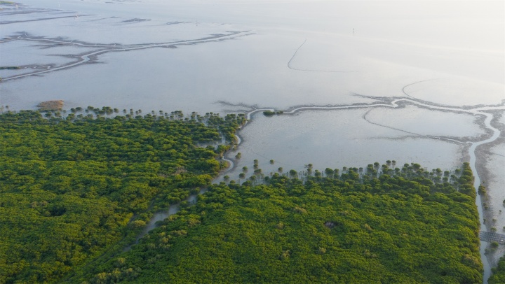 深圳岸线与候鸟共栖-基于NbS的福田红树林国家级自然保护区鸟类生境修复 / 一方&未名设计WMLA – mooool木藕设计网
