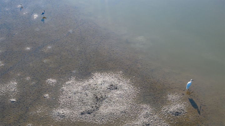 深圳岸线与候鸟共栖-基于NbS的福田红树林国家级自然保护区鸟类生境修复 / 一方&未名设计WMLA – mooool木藕设计网