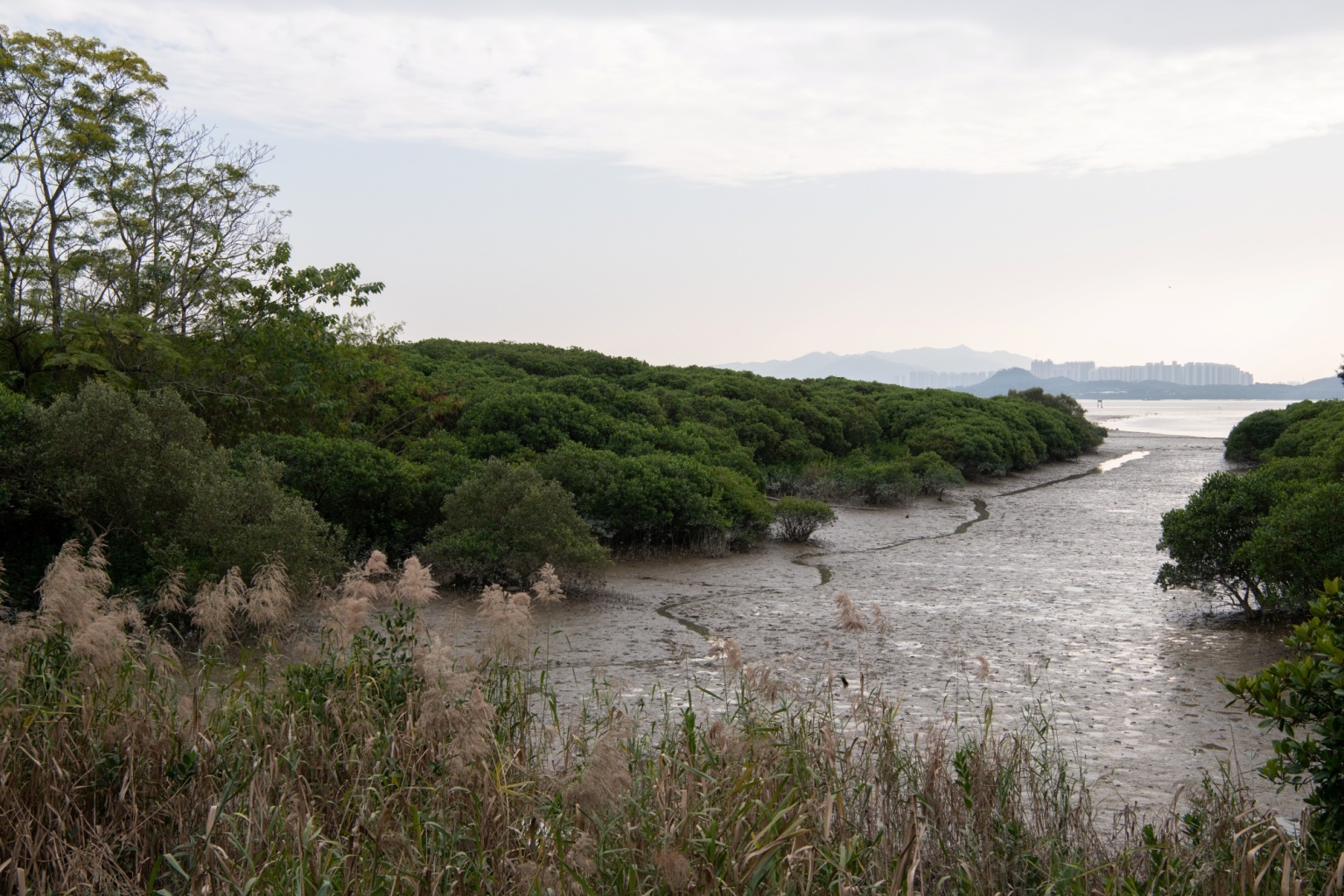 深圳岸线与候鸟共栖-基于NbS的福田红树林国家级自然保护区鸟类生境修复 / 一方&未名设计WMLA – mooool木藕设计网