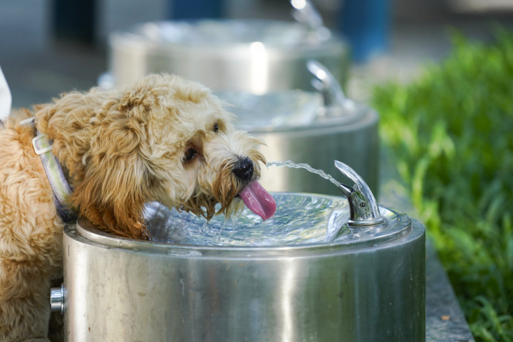 城市的温度，萌宠们知道–深圳市罗湖宠物友好公园 / 挥爪&未名设计WMLA – mooool木藕设计网